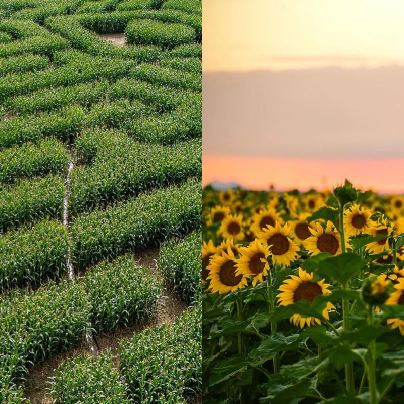 Sunflower/Maze Family Season Pass